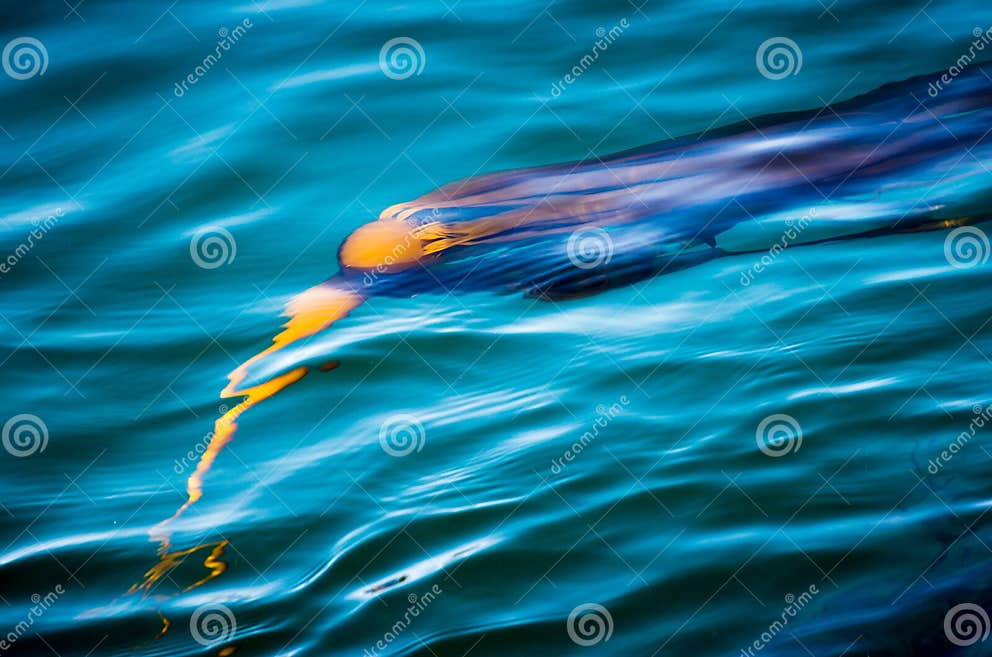 Kelp Colors stock photo. Image of luetkeana, abstract - 37626780