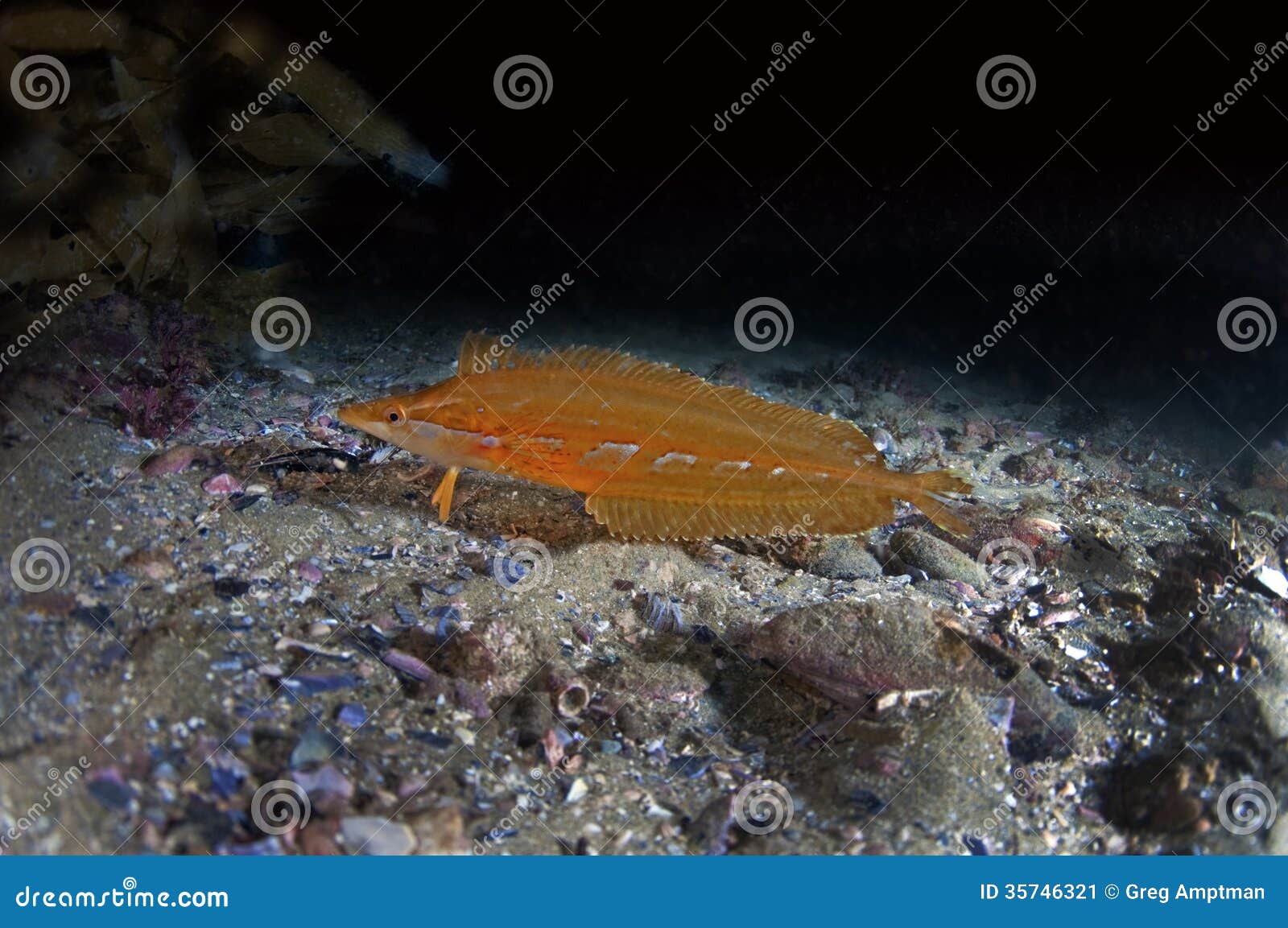 Kelp Fish stock image. Image of saltwater, bottom, ocean - 35746321