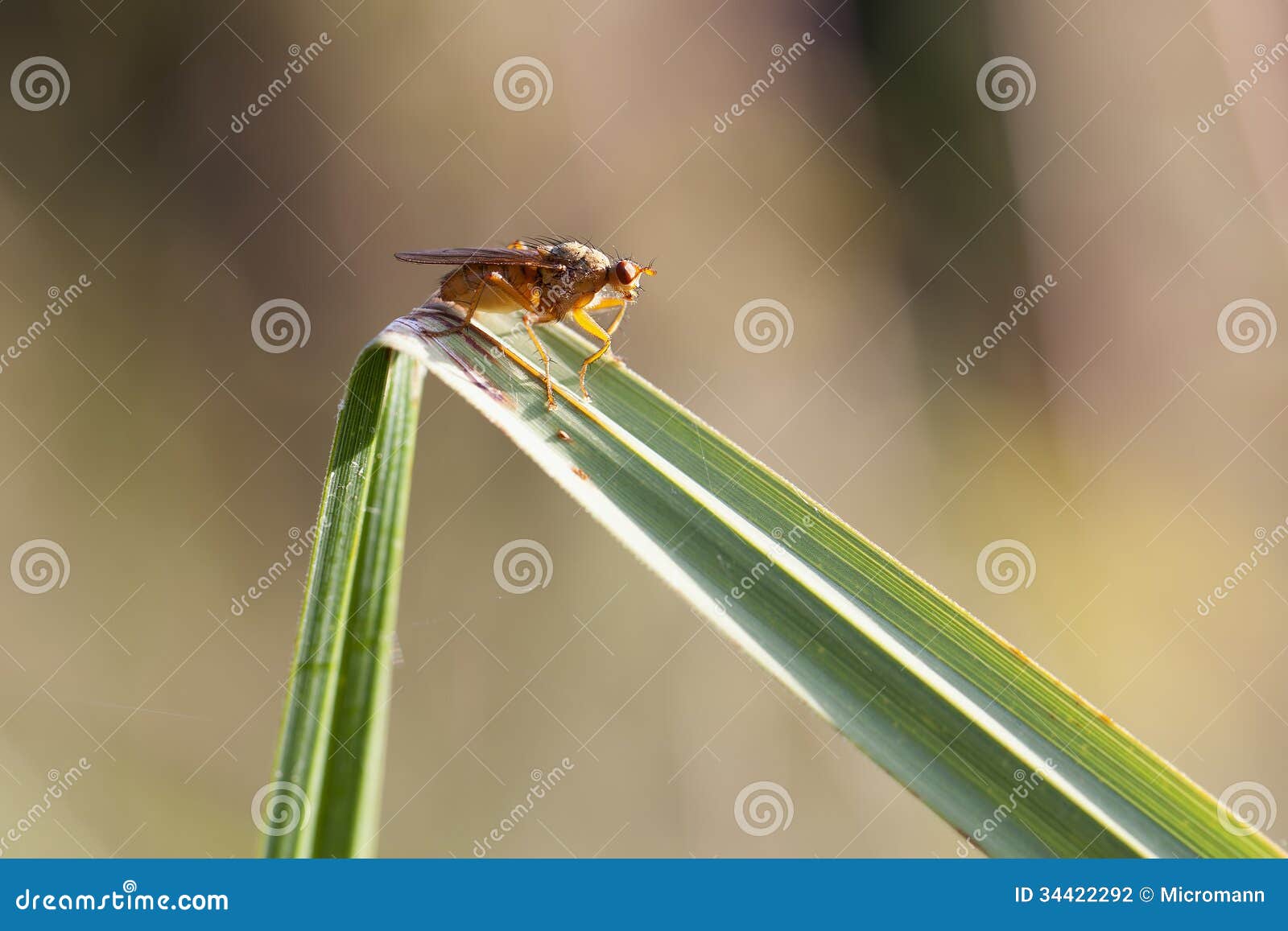 Kelp flies - Heleomyzidae stock photo. Image of shyness - 34422292