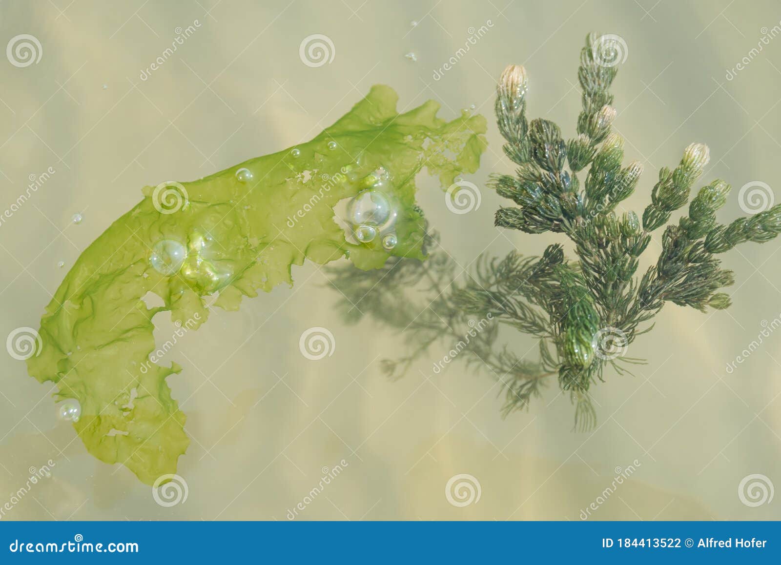 Kelp Floats on the Surface of the Sea Stock Photo - Image of kelp ...