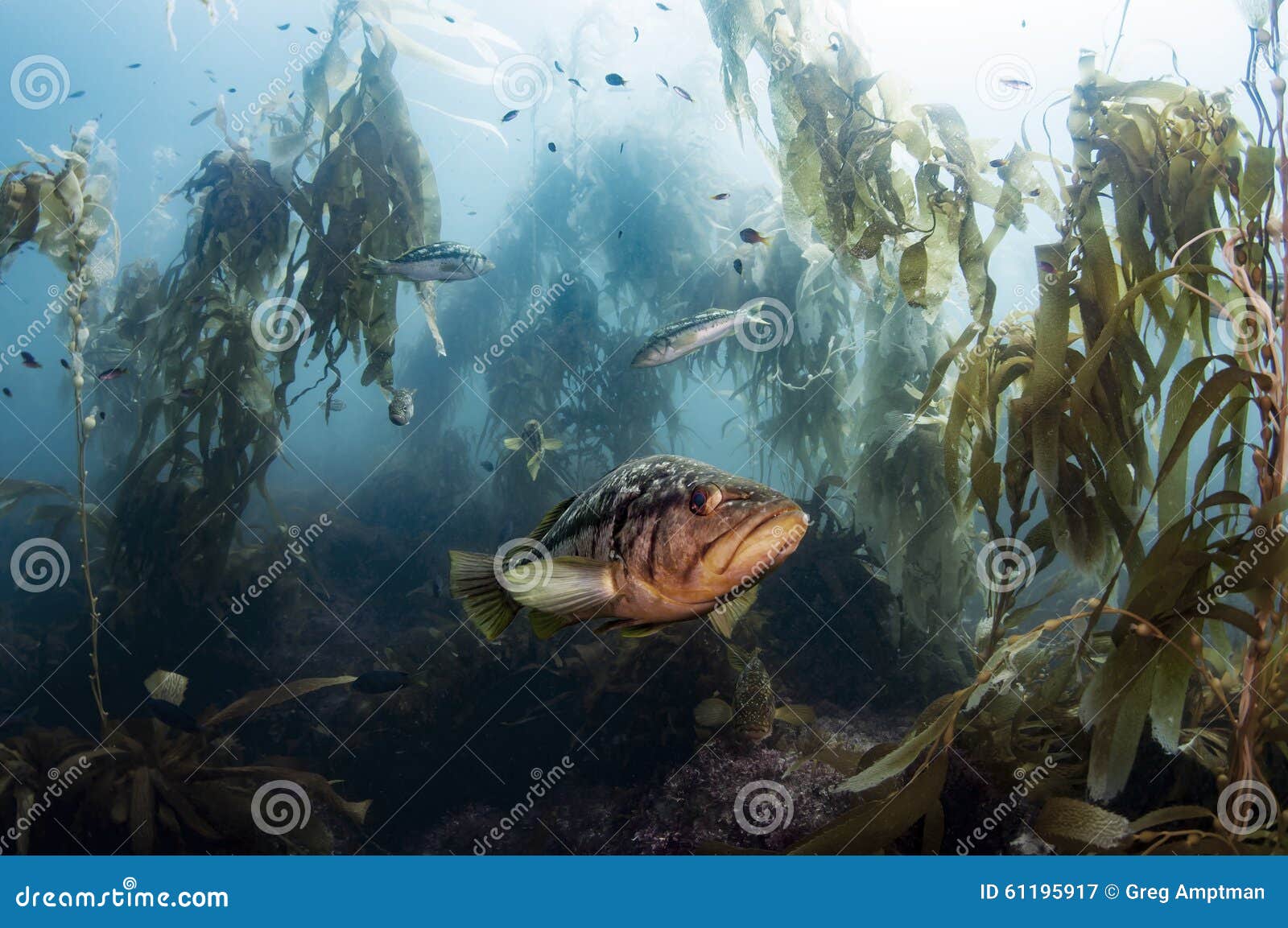 Calico Rockfish Stock Photos - Free & Royalty-Free Stock Photos from ...