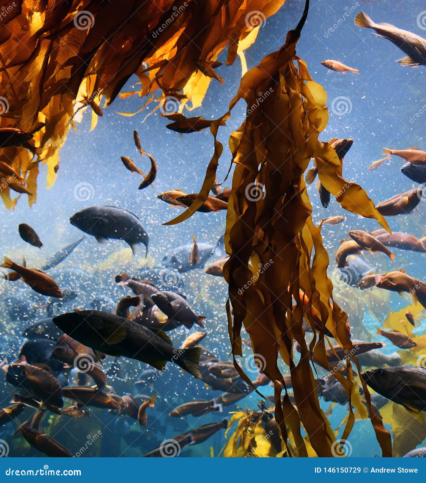 Kelp forest and fish stock image. Image of coast, vacation - 146150729