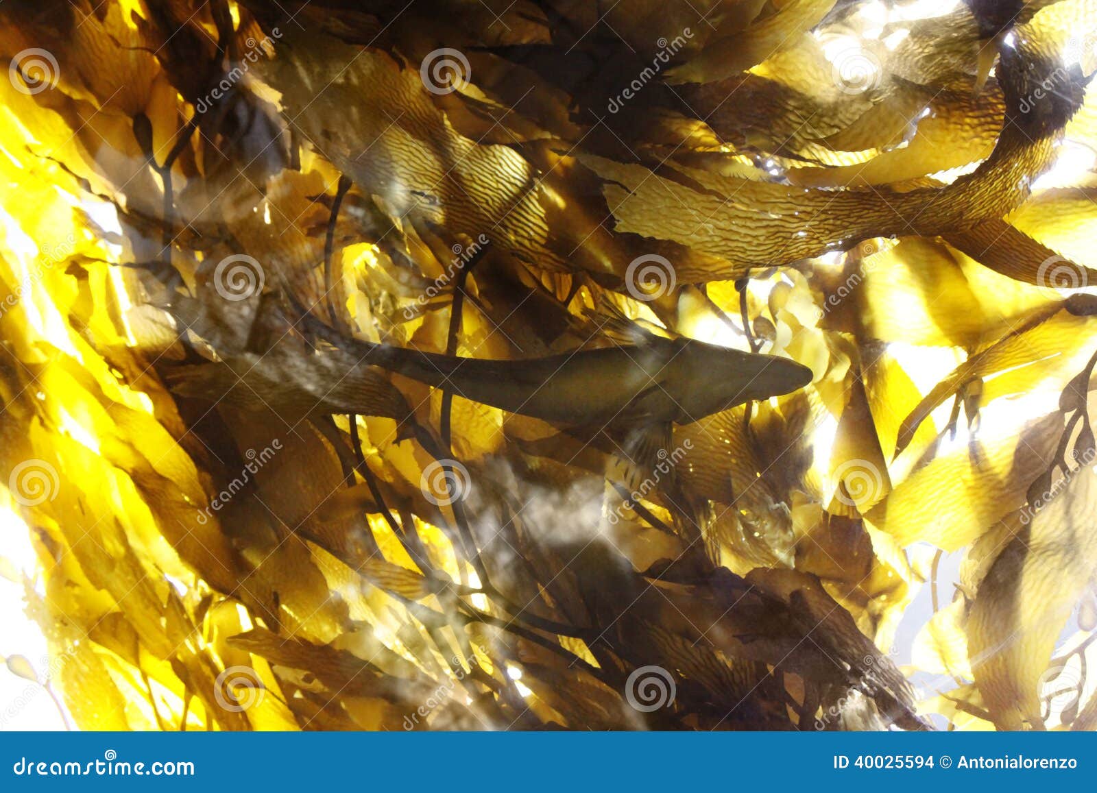 Kelp Forest stock photo. Image of kelp, macrocystis, catalina - 40025594