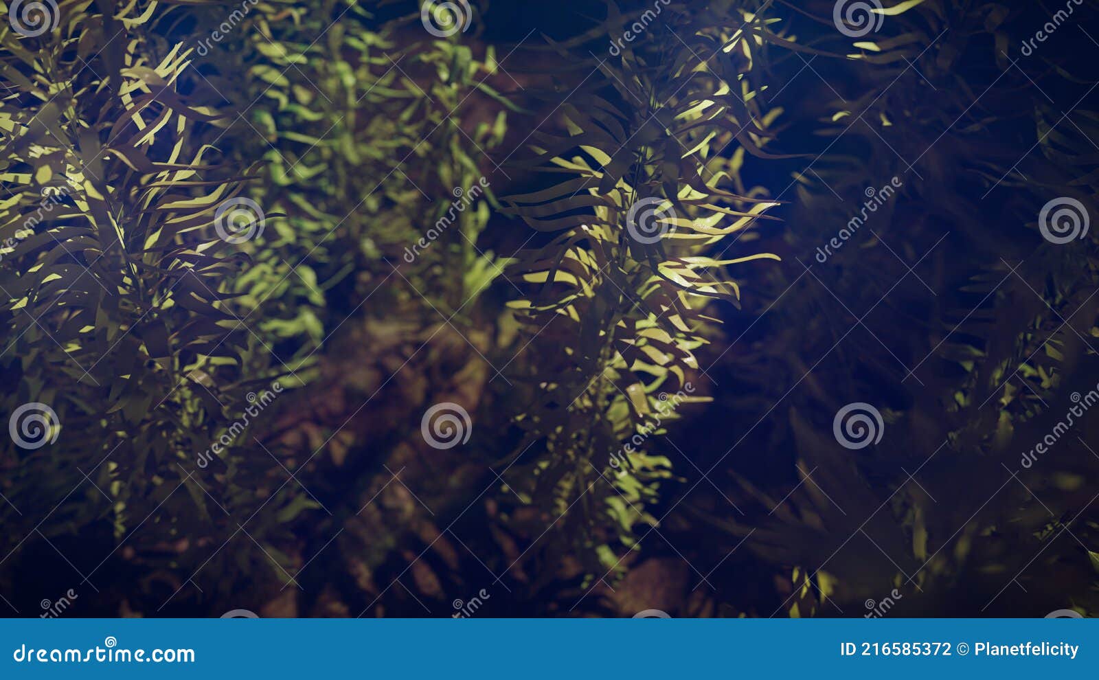 Kelp Forest, Giant Brown Algae Seaweed Stock Photo - Image of science ...