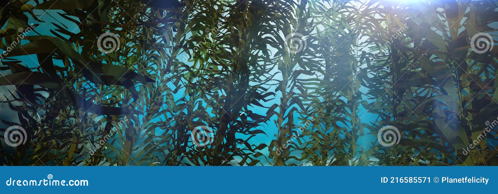 Kelp Forest, Giant Brown Algae Seaweed Stock Image - Image of scuba ...