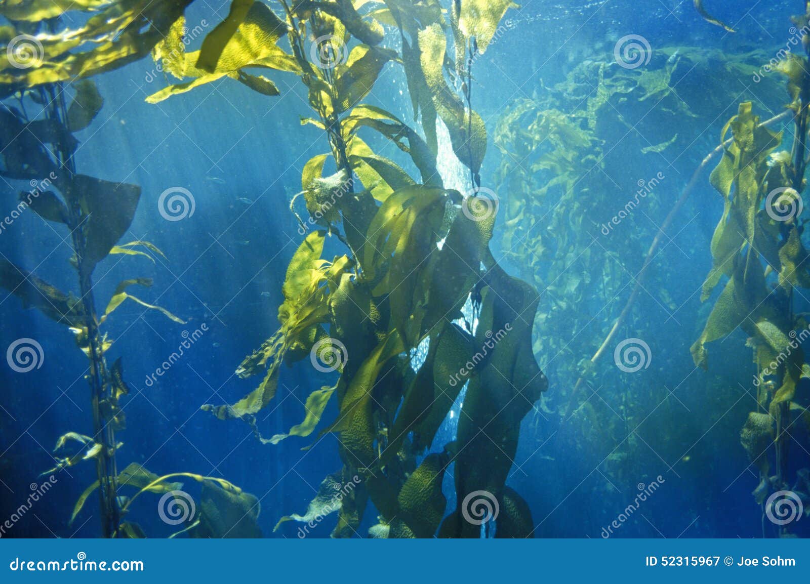 Kelp Forest, Monterey Bay Aquarium, Monterey, CA Stock Image - Image of ...