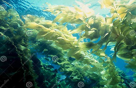 Kelp Forrest stock image. Image of beach, coast, california - 230527