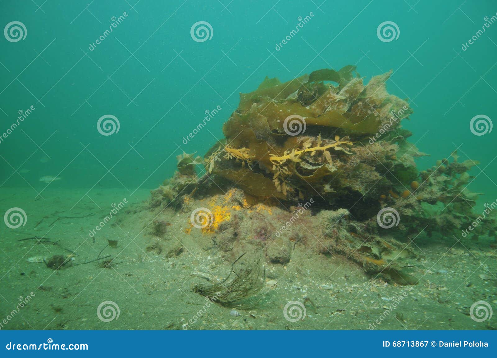 Kelp Fronds Bent in Current Stock Image - Image of whangarei, bent ...