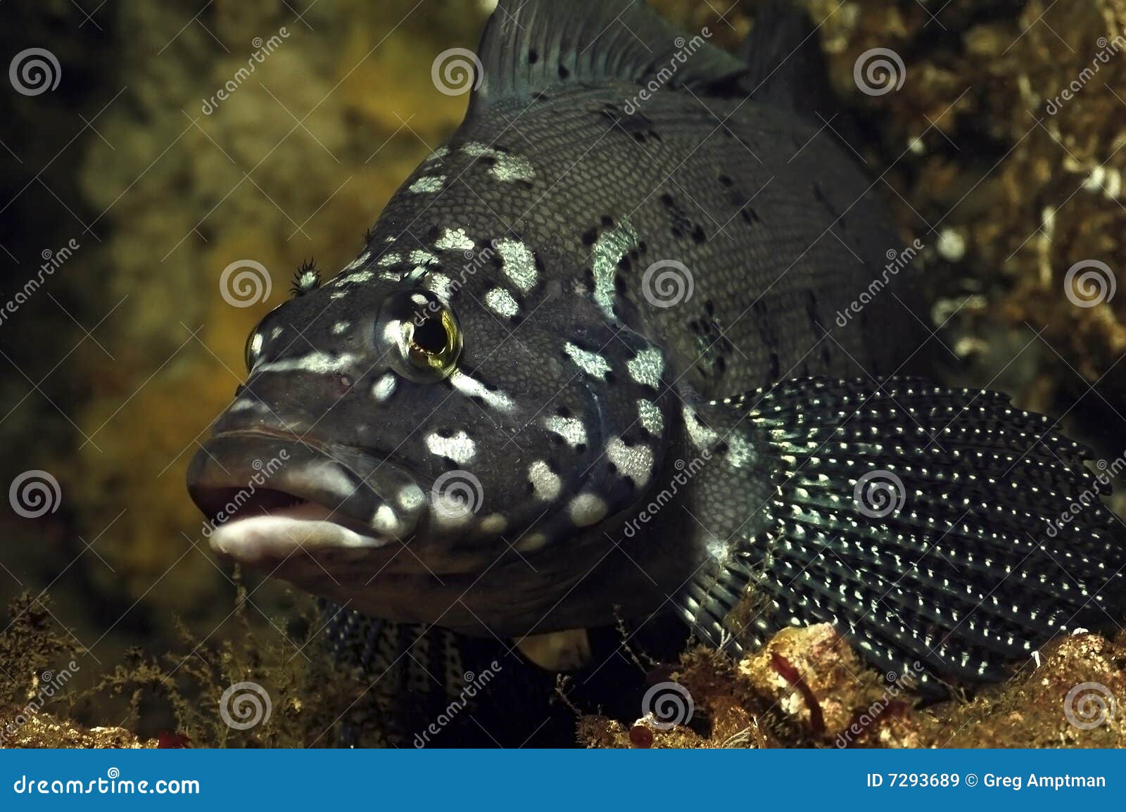 Kelp Greenling stock image. Image of reef, marine, life - 7293689