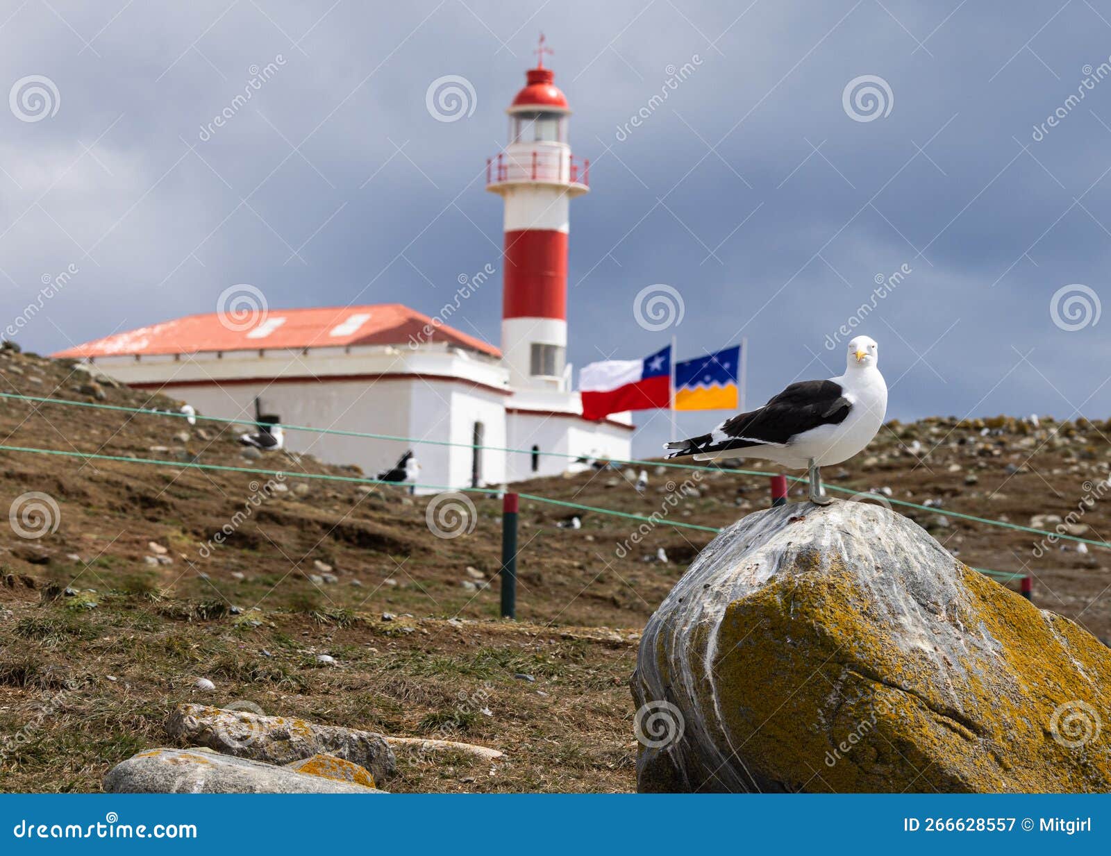 Gull in Front of Lighthouse in Magdalena Island, Chile Stock Image ...