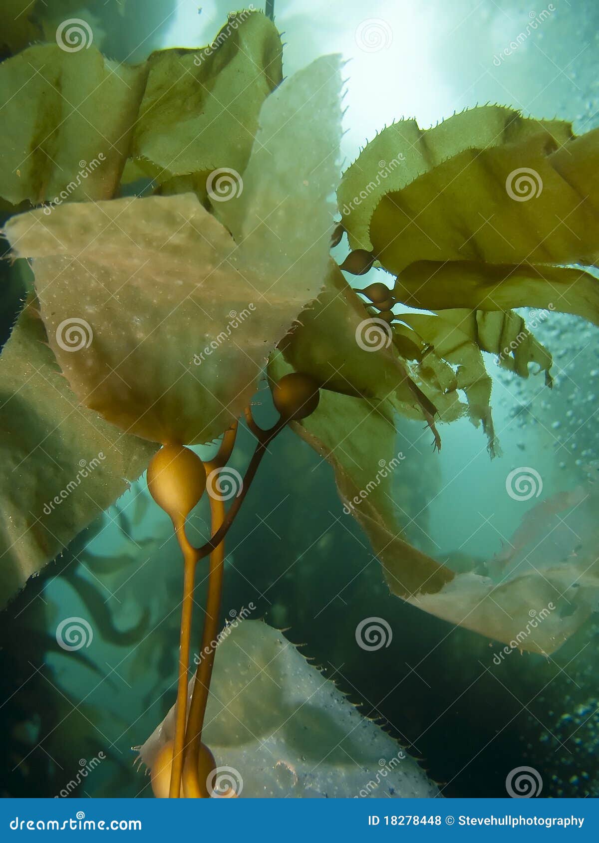 Kelp Leaves stock photo. Image of plant, leaves, marine - 18278448