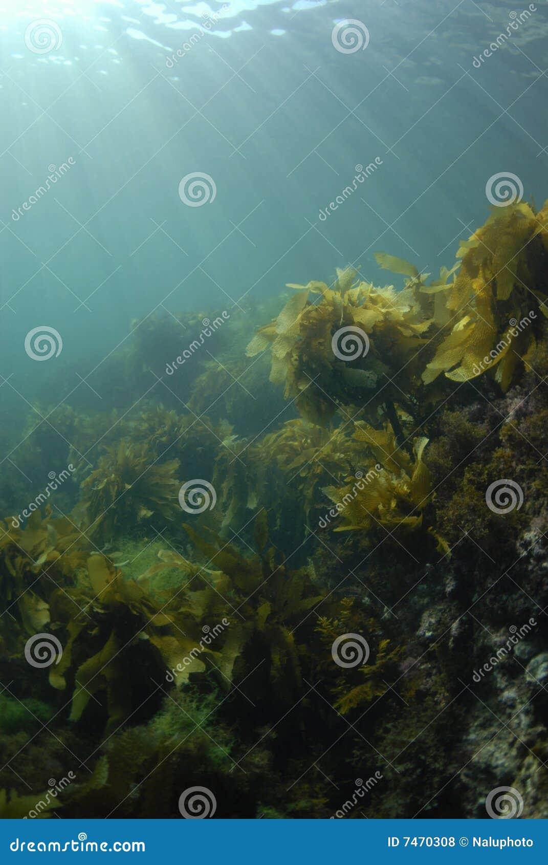Kelp Rays Background stock photo. Image of giant, channel - 7470308