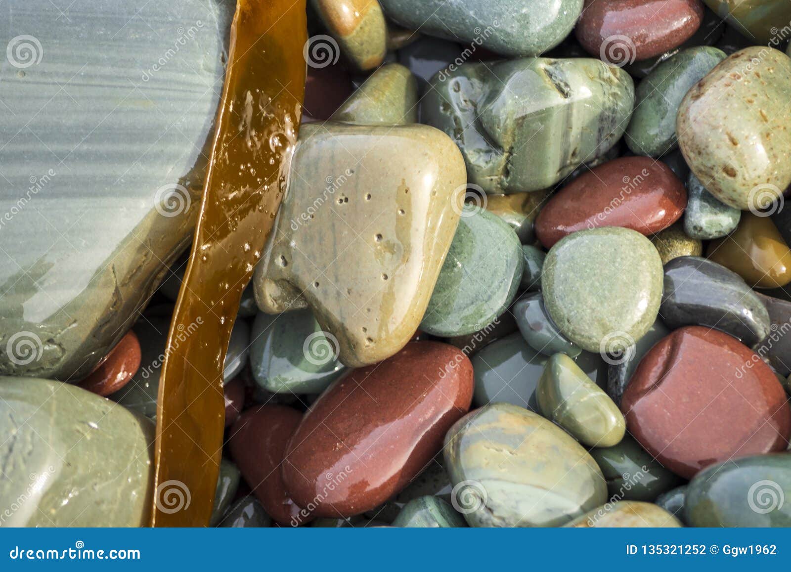 Kelp and rocks stock photo. Image of aquatic, ocean - 135321252