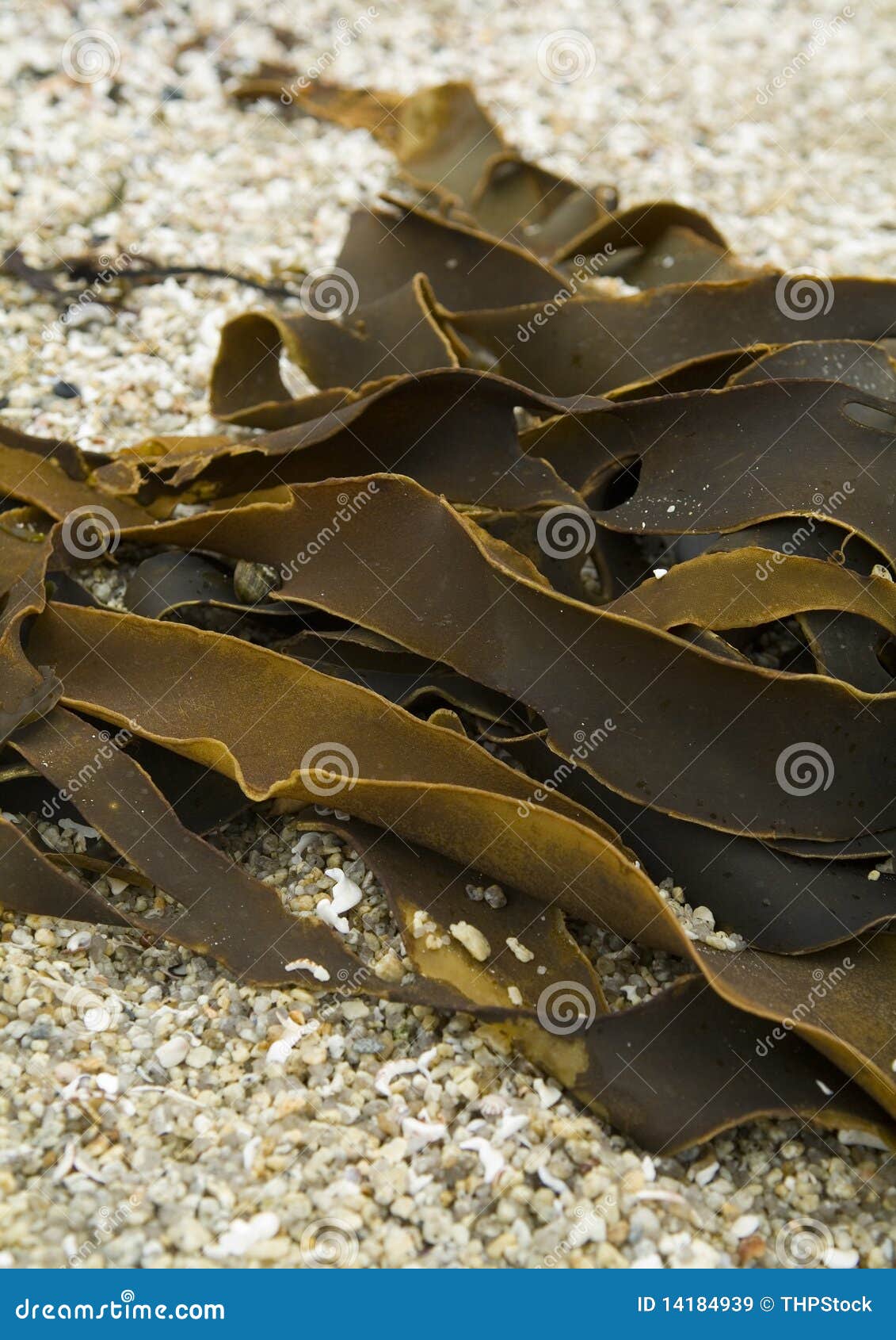 Kelp on sand stock image. Image of coast, details, beach - 14184939