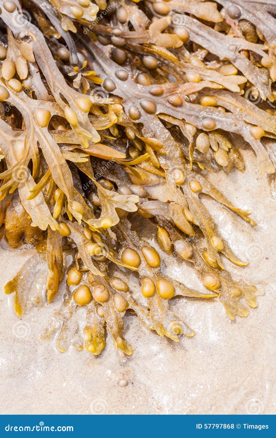 Kelp on sand stock photo. Image of marine, sand, algae - 57797868