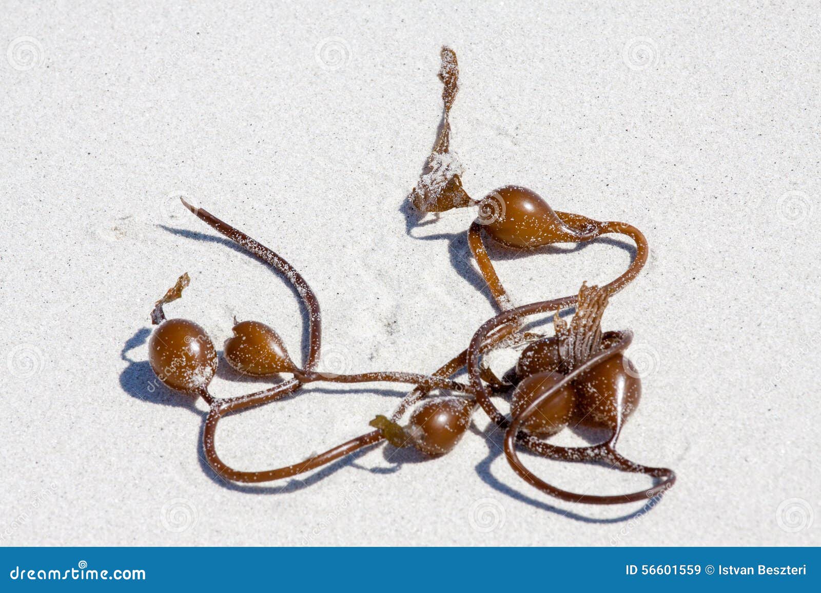 Kelp stock image. Image of kelp, bulb, seaweed, detail - 56601559