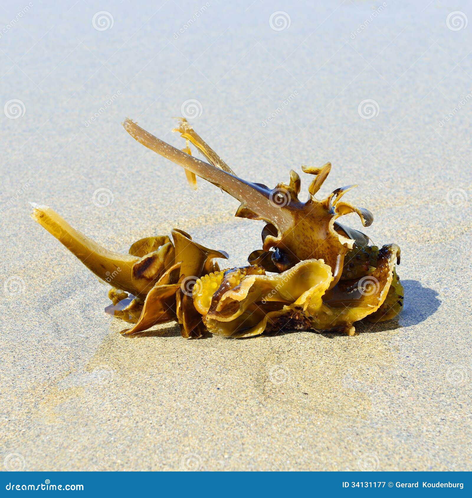 Kelp on sandy beach stock image. Image of nature, shore - 34131177