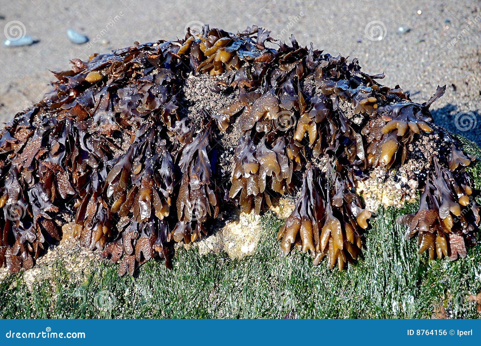 Kelp and Seaweed stock photo. Image of green, ocean, kelp - 8764156