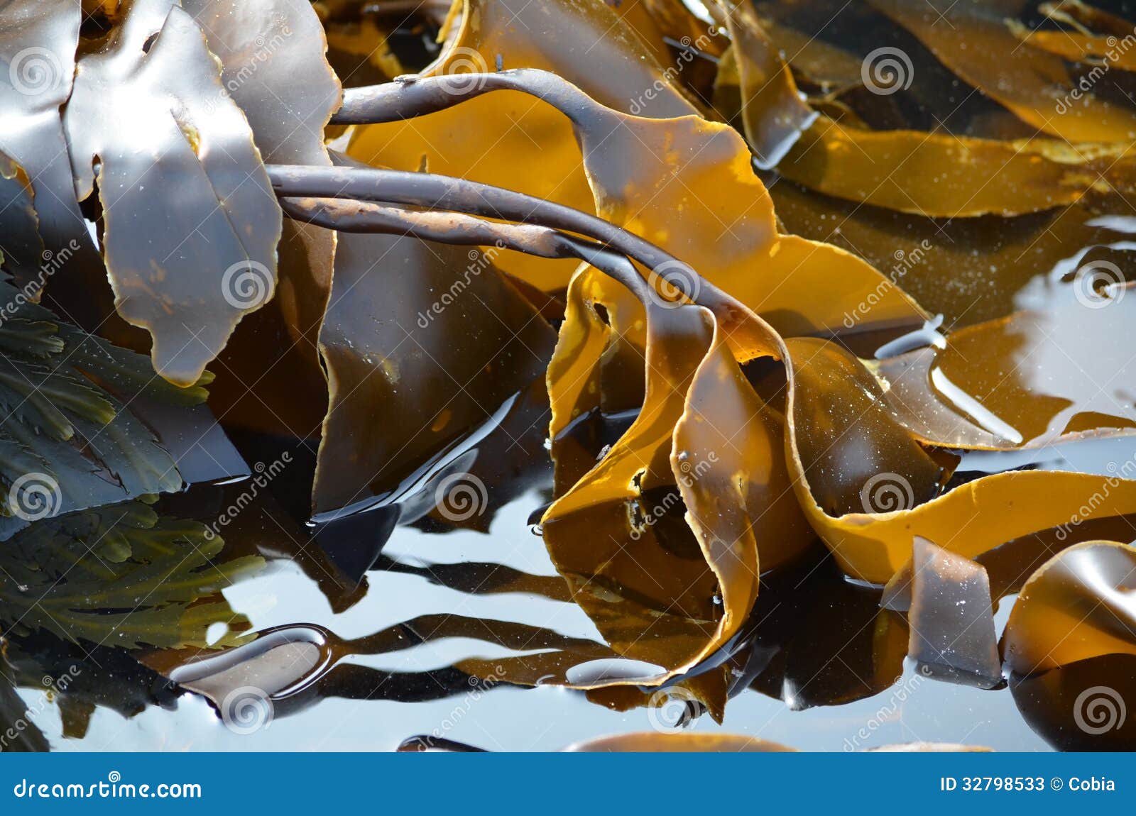 Brown Macroalgae Stock Photos - Free & Royalty-Free Stock Photos from ...