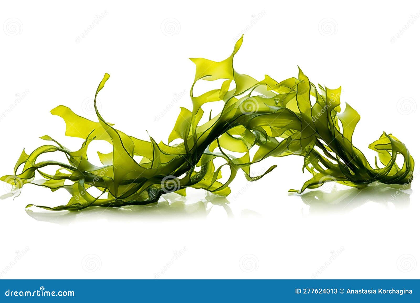 Kelp Seaweed or Kelp Seedling, Highlighted on a White Background ...