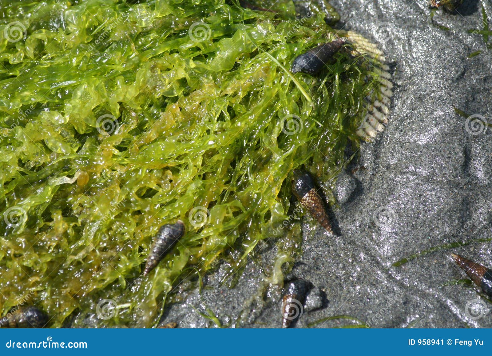 Kelp and snail stock image. Image of seaside, washed, spiral - 958941