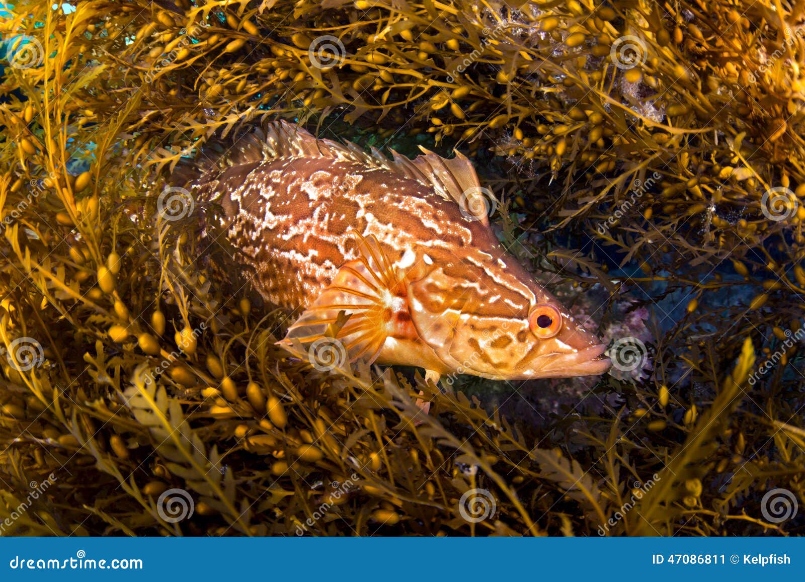 Kelpfish stock image. Image of reef, kelp, islands, water - 47086811