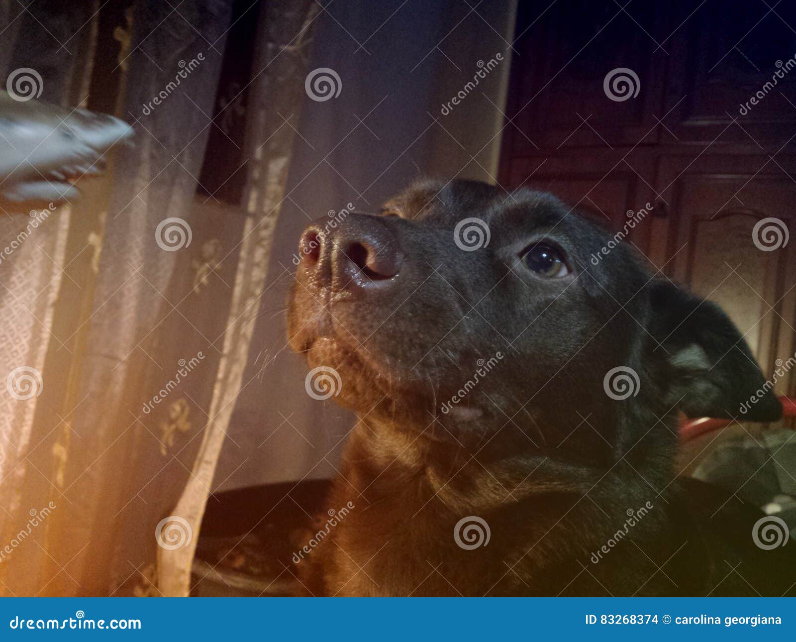 Kelpie dog stock photo. Image of face, kelpie, puppy - 83268374