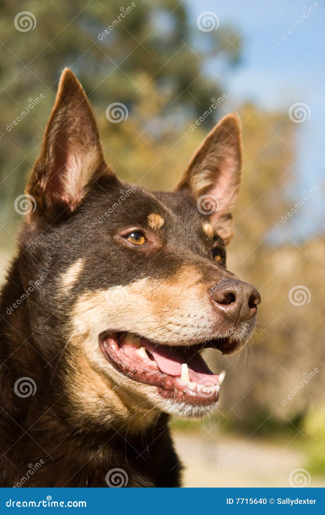 Kelpie portrait stock photo. Image of teeth, working, stud - 7715640