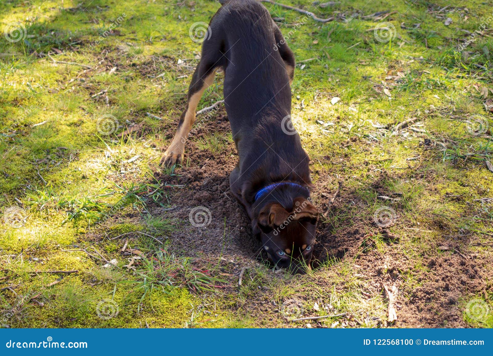 Kelpie Puppy Digging a Hole Stock Photo - Image of sand, brown: 122568100