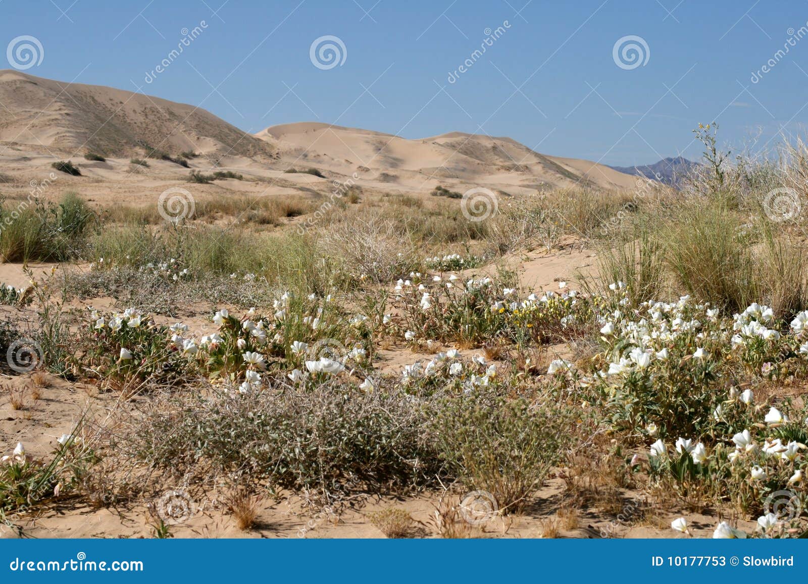 Kelso Sand Dunes, Mojave Desert, California Stock Image - Image of ...