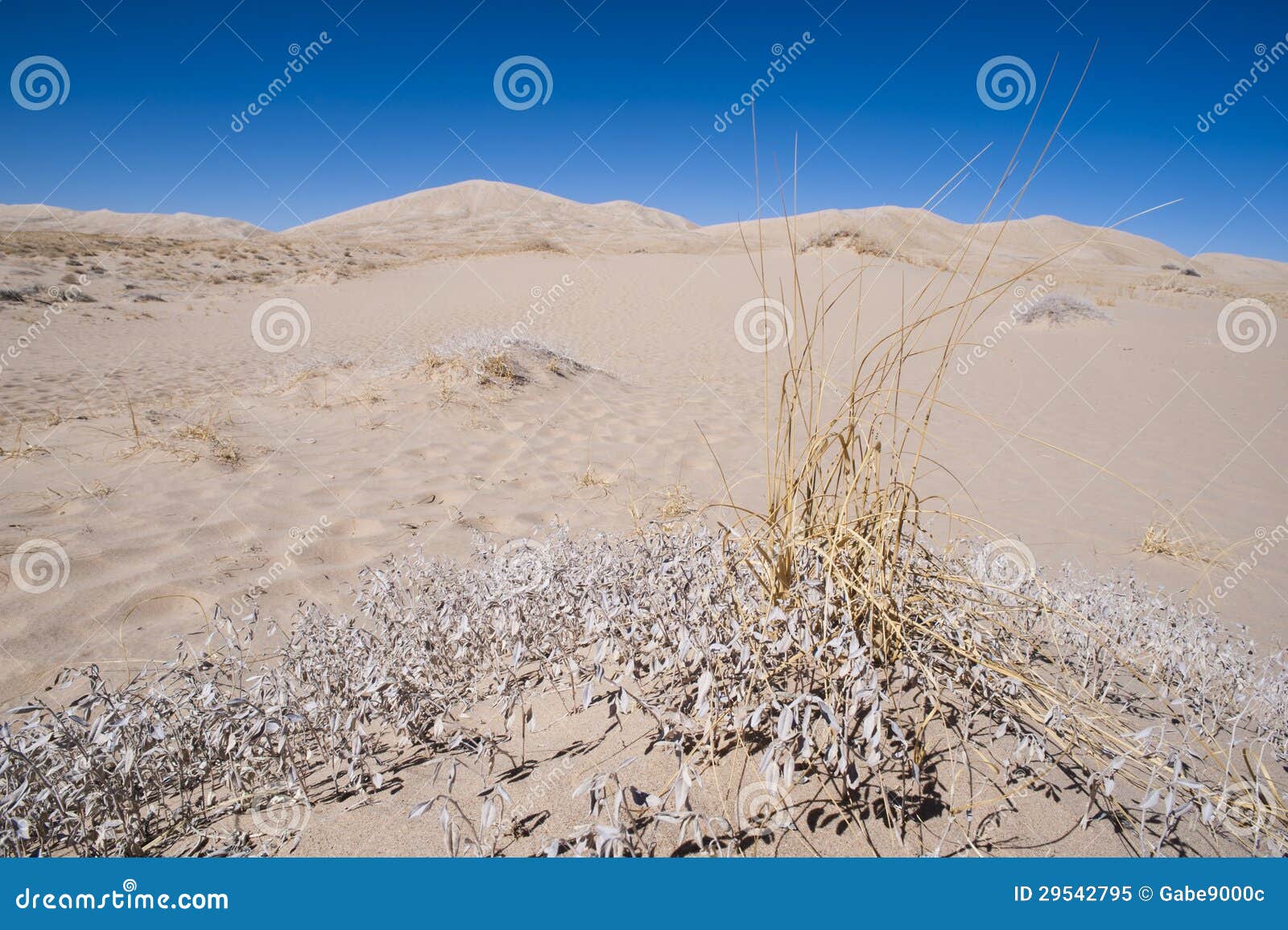 Kelso Sand Dunes and Vegetation Stock Image - Image of rugged, wild ...