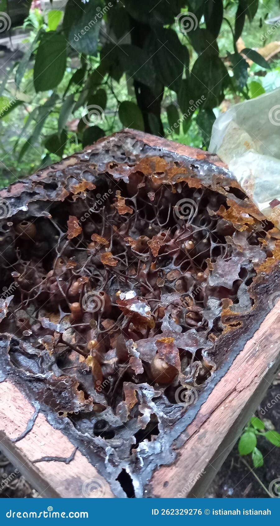 Kelulut Bee Hive Cultivation Stock Photo - Image of trunk, fungus ...