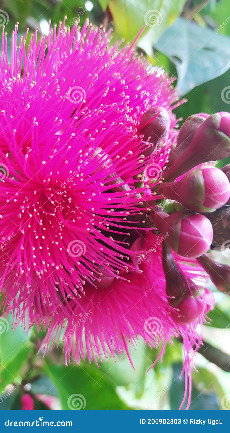 Kembang jambu air stock image. Image of fruit, pink - 206902803