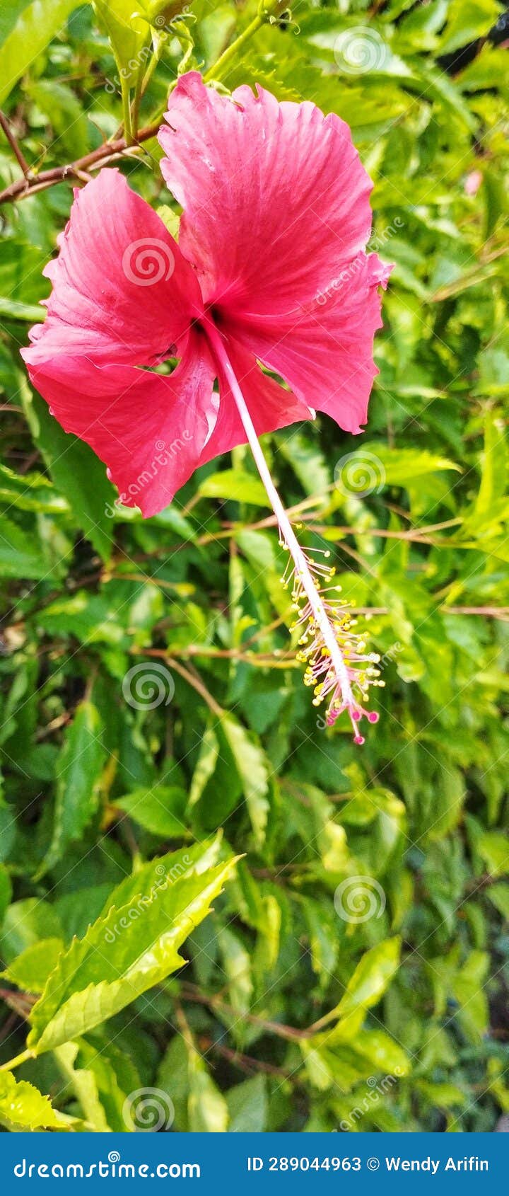 Kembang Sepatu Flower Part Two Stock Image - Image of outdoor, kembang ...