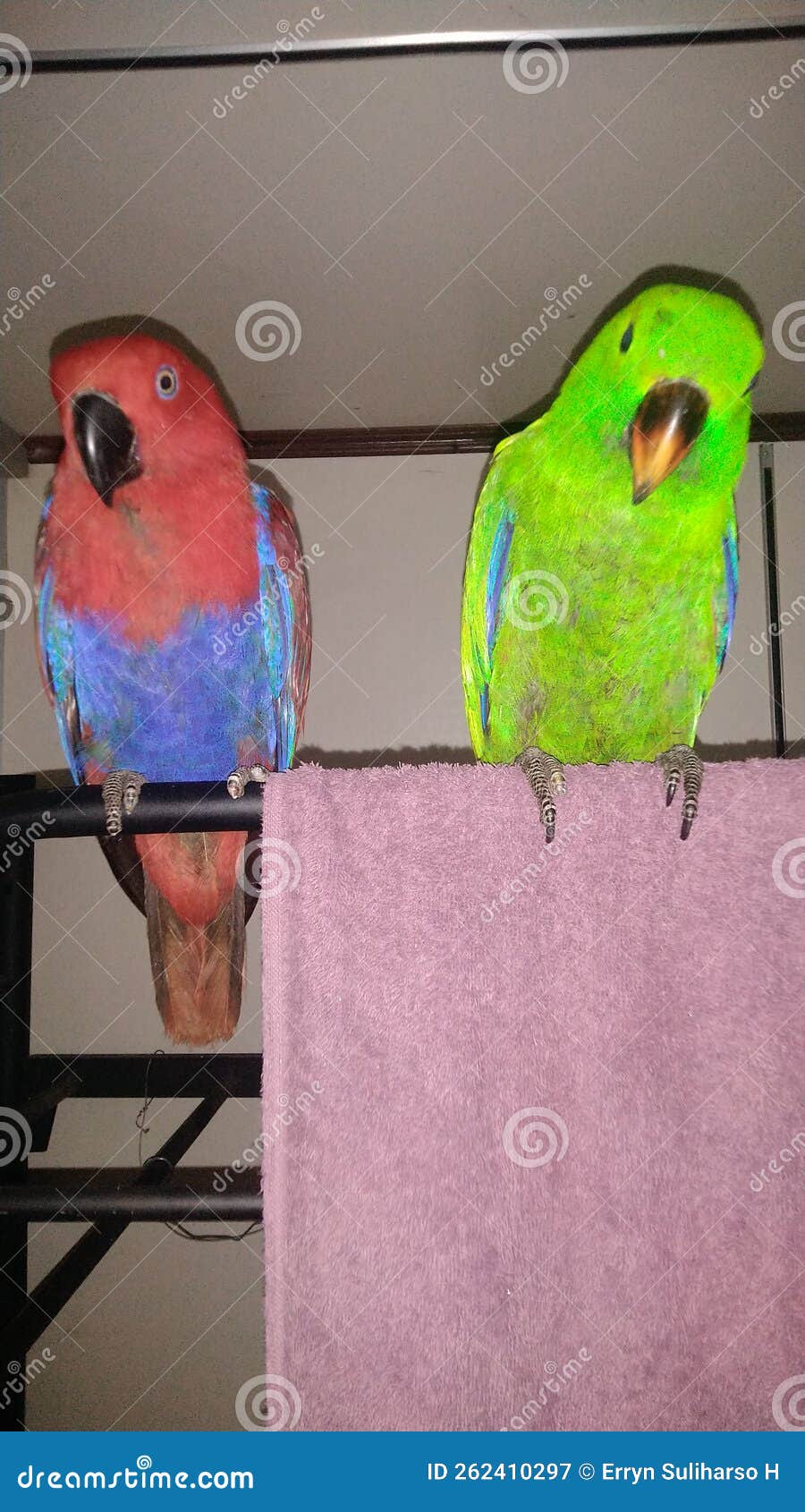 Kembo and Marisa, My Pretty Birds Stock Image - Image of marisa, pretty ...