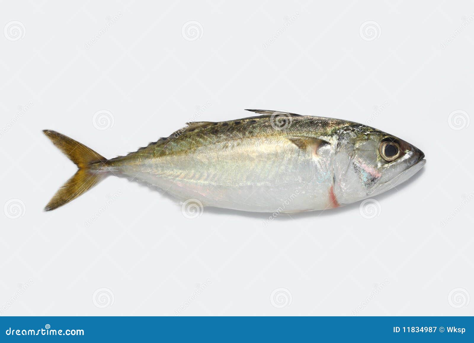 Kembong fish stock image. Image of food, local, fins - 11834987