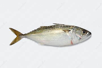 Kembong fish stock image. Image of food, local, fins - 11834987