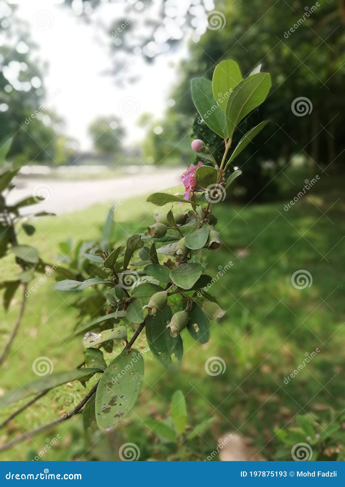 Kemunting Fruit is a Traditional Food for Malay People Stock Image ...