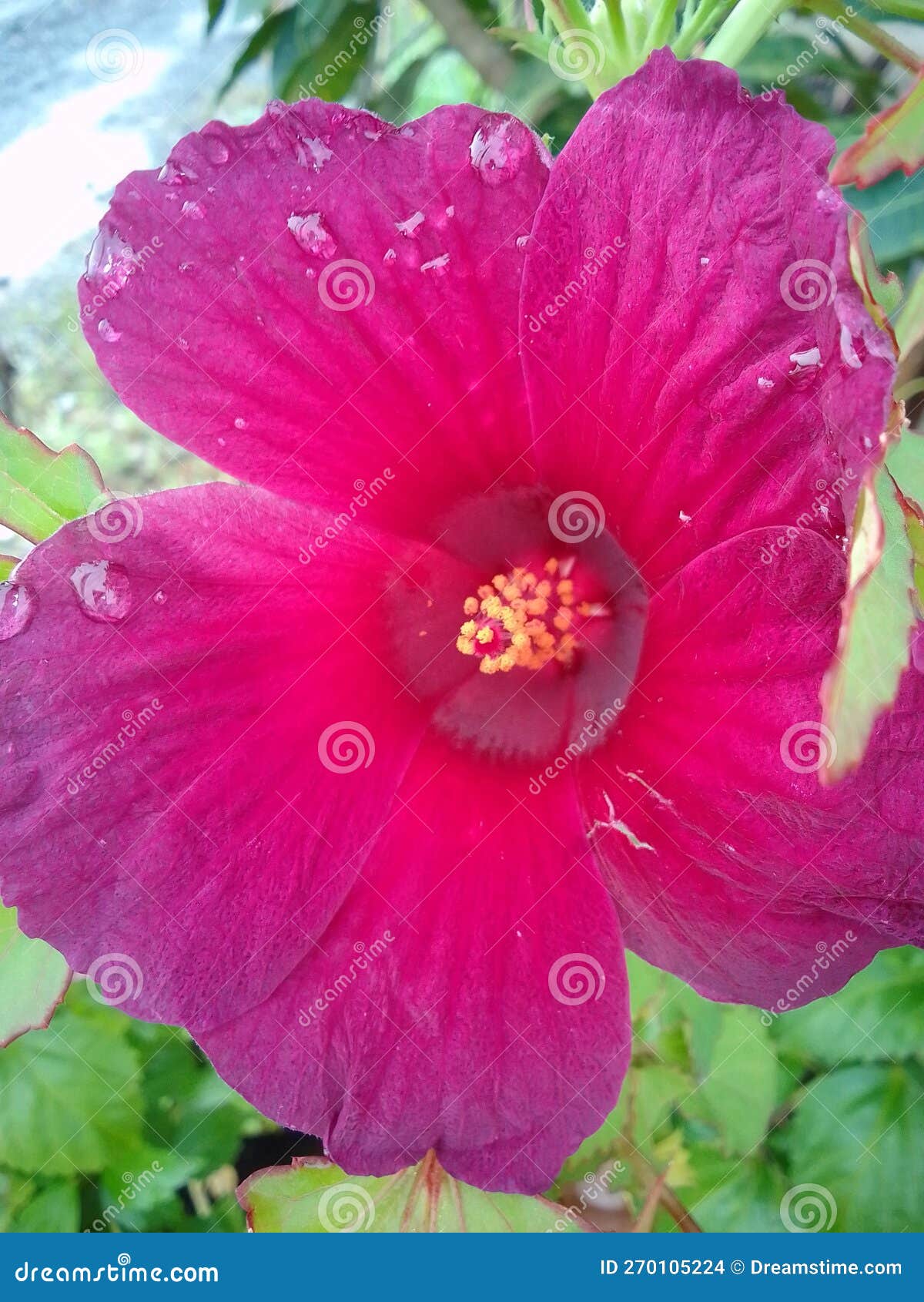 Kenaf Hibiscus Flower stock photo. Image of produce - 270105224
