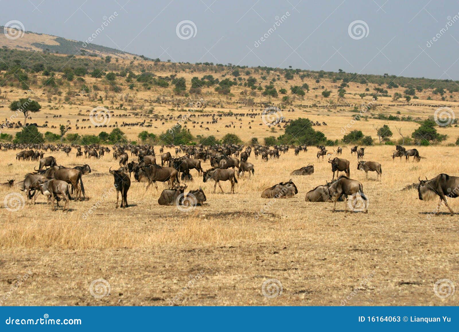 Kenias Maasai Mara Tier-Systemumstellung Stockbild - Bild von ...