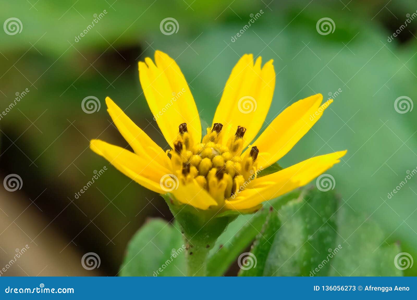 Kenikir flower in java stock image. Image of kenikir - 136056273