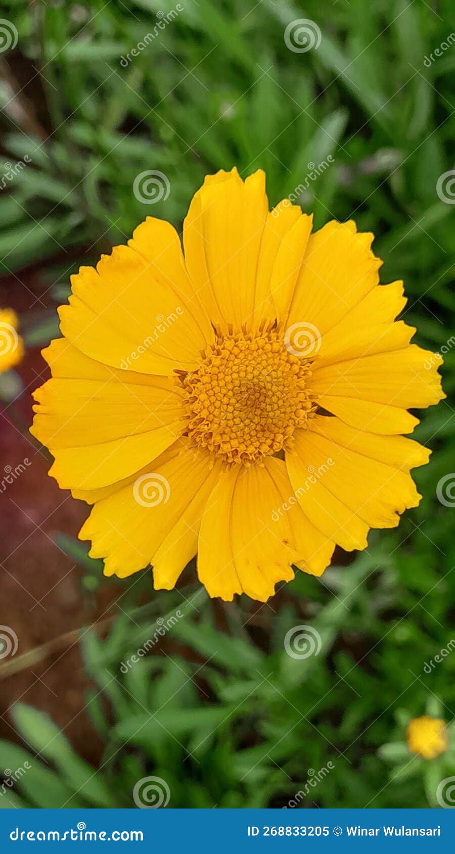 Kenikir Flower stock image. Image of sunflower, nature - 268833205