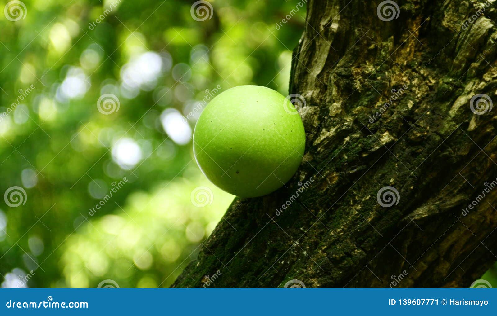 Kenitu fruit stock image. Image of chrysophyllum, garden - 139607771