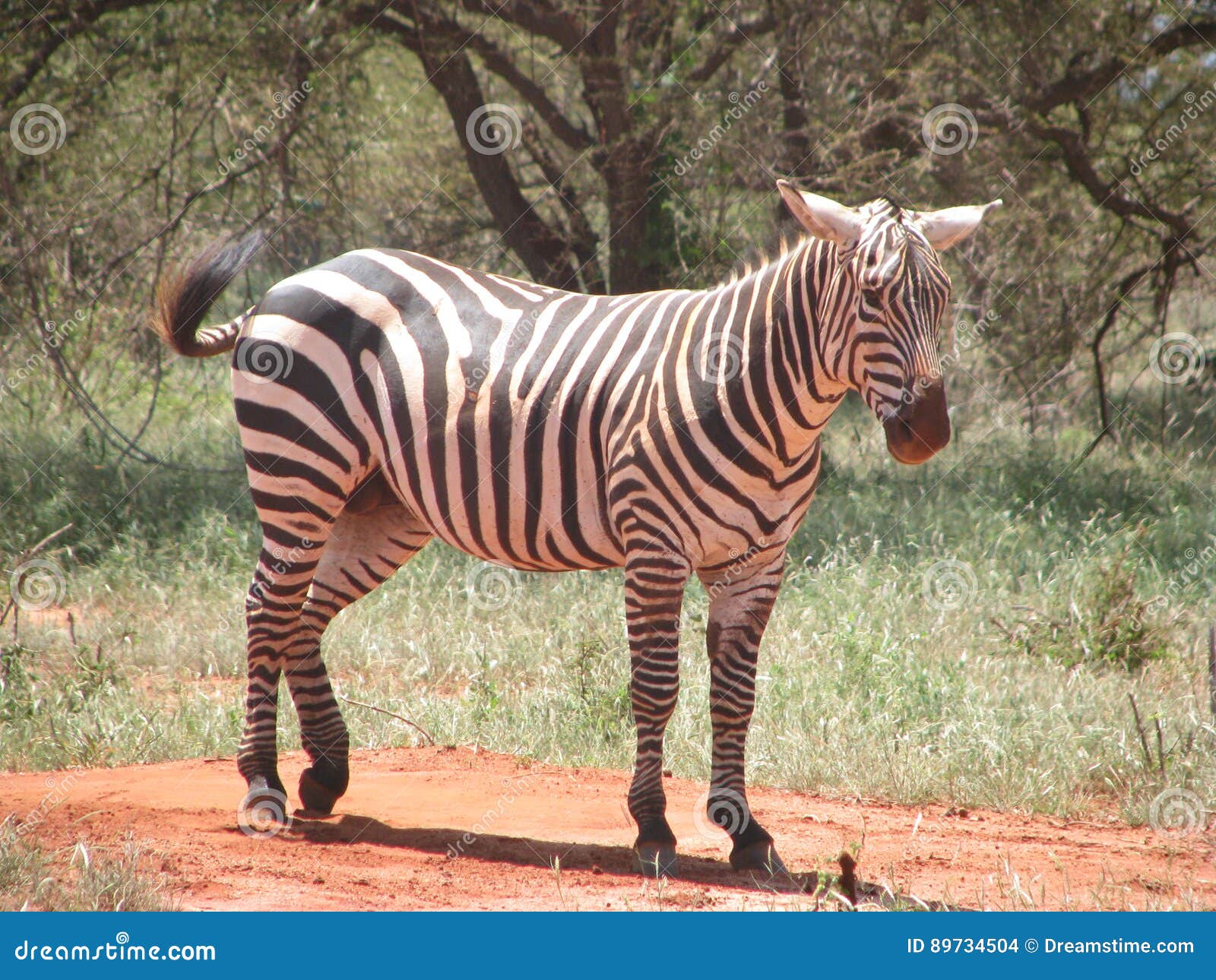 Keniya Foton - Gratis och royaltyfria stockfoton från Dreamstime