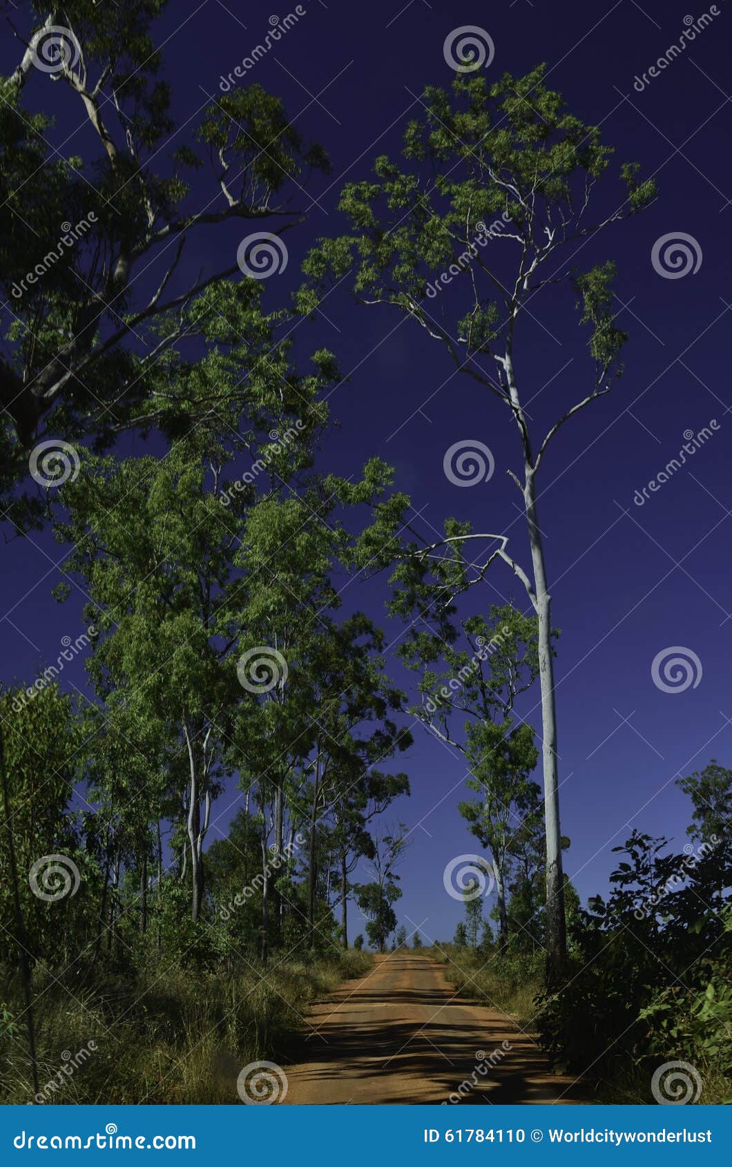 Kennedy Road stock photo. Image of australia, north, kennedy - 61784110