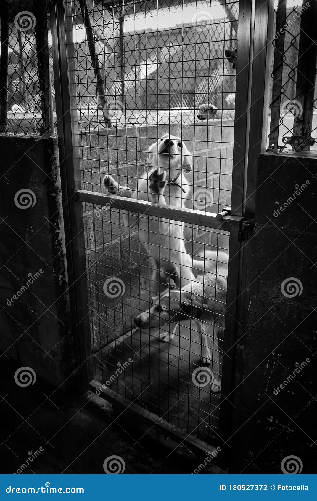 Kennel dogs locked stock photo. Image of alone, wait - 180527372