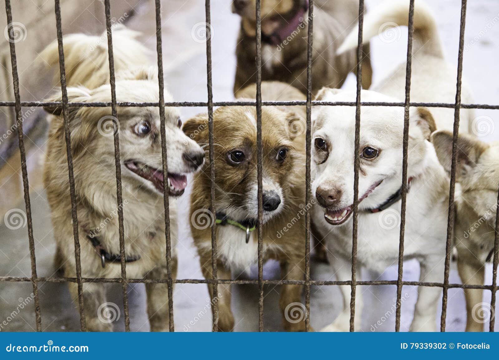Kennel dogs locked stock photo. Image of puppy, look - 79339302