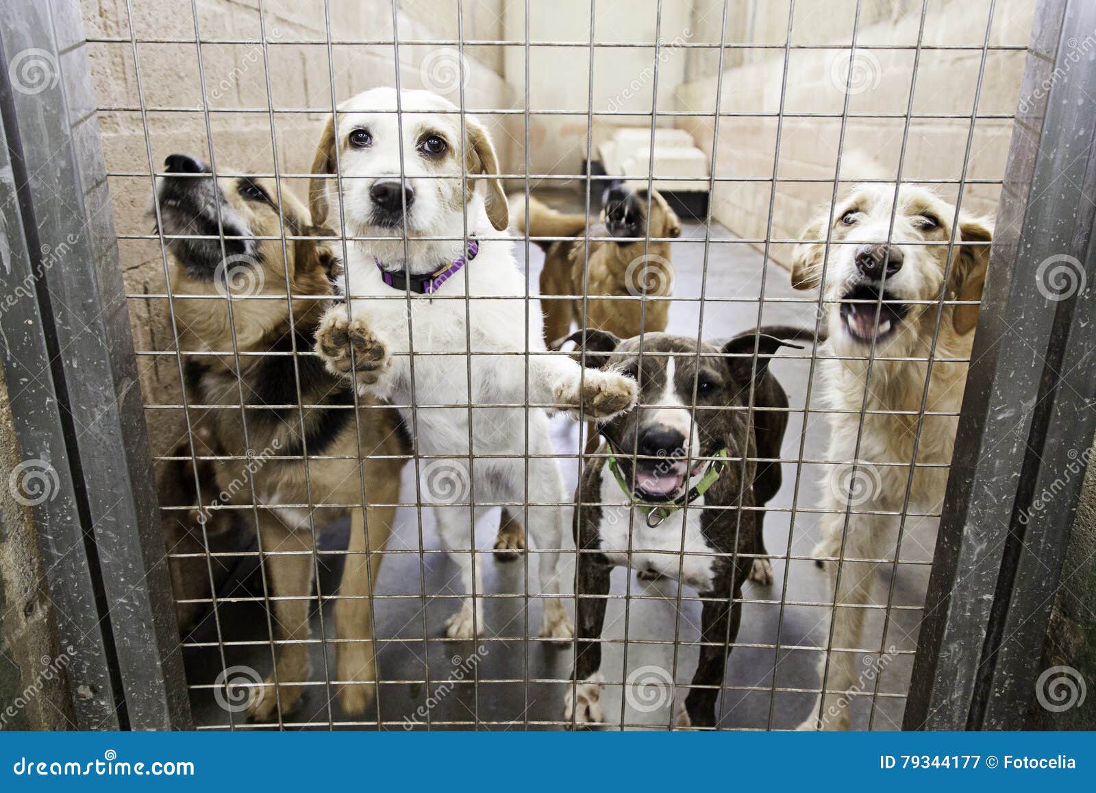 Kennel dogs locked stock image. Image of cute, friend - 79344177