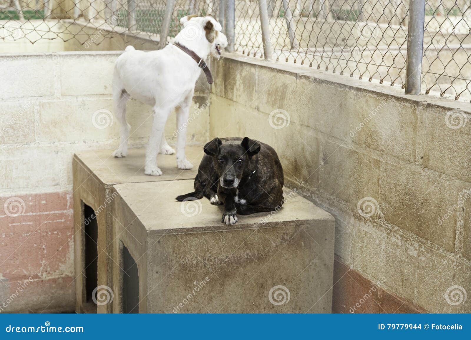 Kennel dogs locked stock photo. Image of lonely, love - 79779944