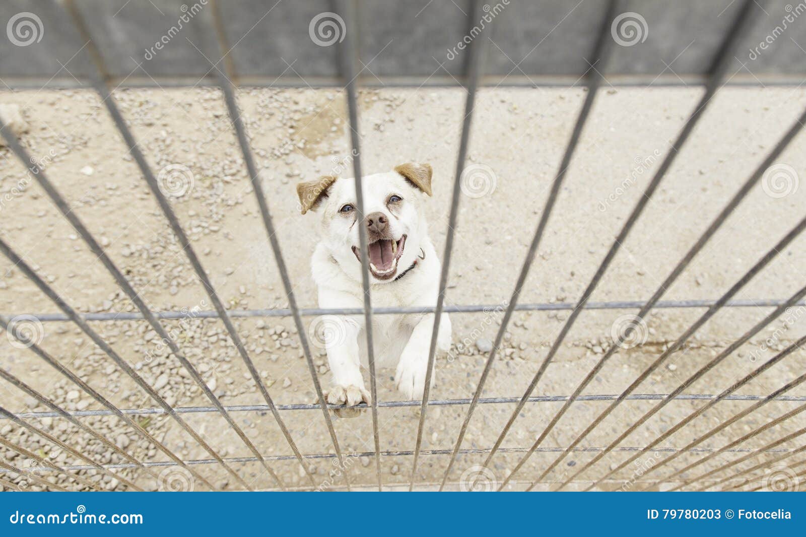 Kennel dogs locked stock image. Image of care, friend - 79780203